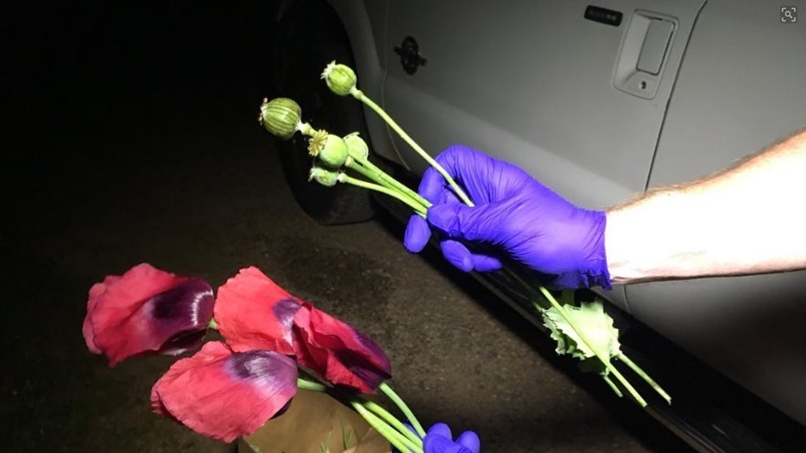 Poppy bust in Alexander County causing confusion | wcnc.com
