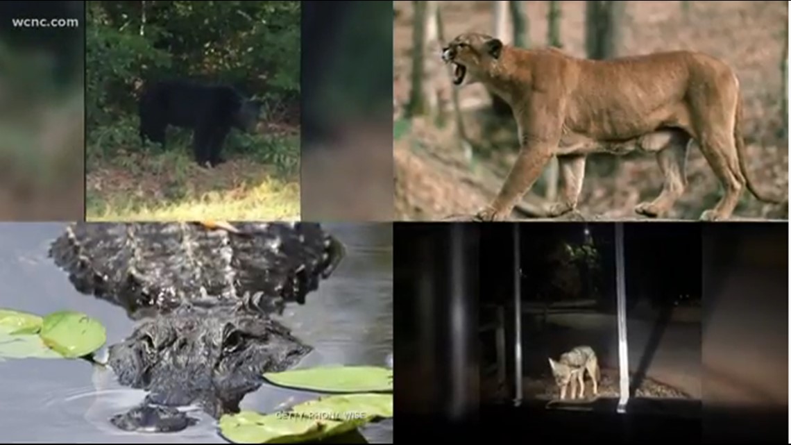 Duke study explains wild animal sightings in Charlotte area | wcnc.com