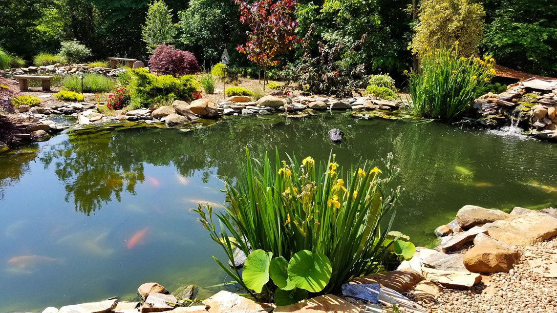 From koi ponds to quarry swimming: 5 quirky things to do in Charlotte ...
