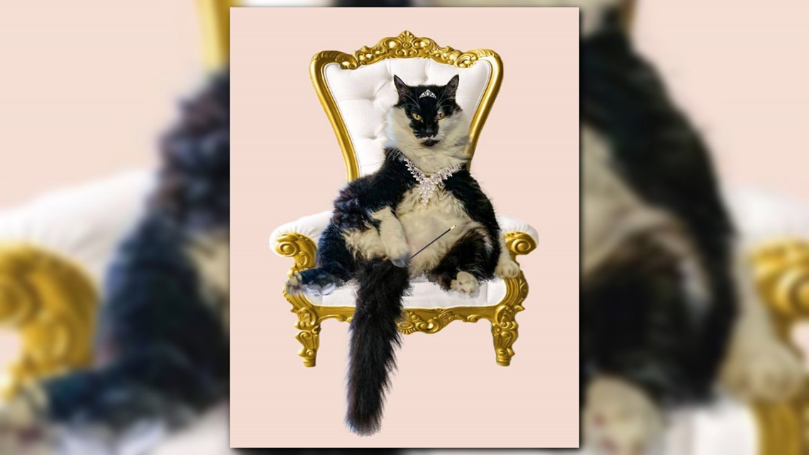 Charlotte Humane Society creates new cat campaign: 'Real House Cats of ...