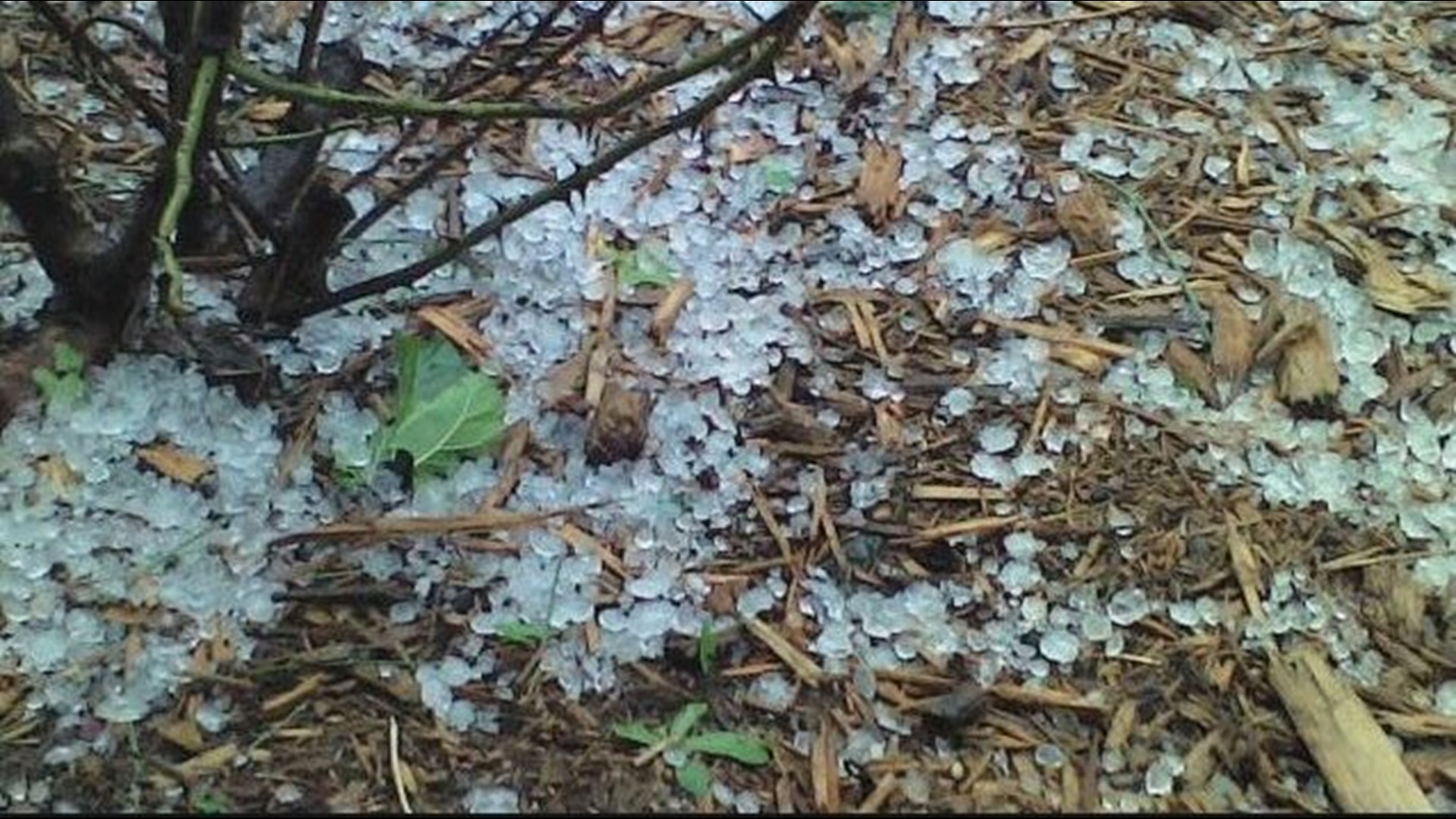 Microburst takes down trees along Lincoln/Gaston County line | wcnc.com