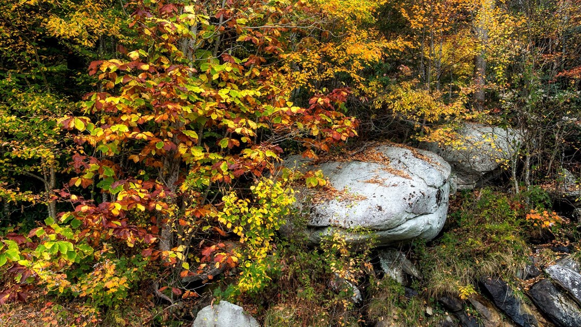 Here's when North Carolina's fall colors are expected to peak | wcnc.com
