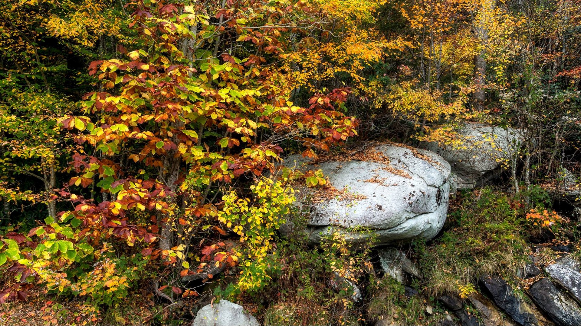 Here's when North Carolina's fall colors are expected to peak | wcnc.com