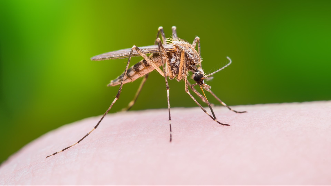 Monster mosquitoes invading the Carolinas | wcnc.com