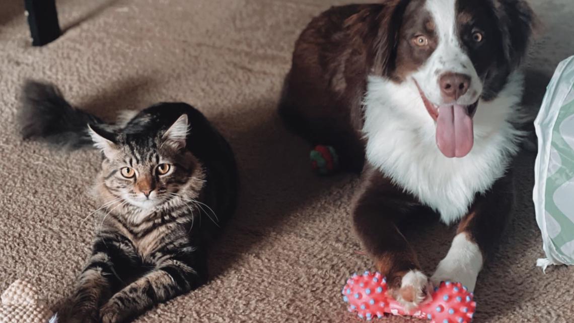 Celebrating Pet Appreciation Week in the Carolinas | wcnc.com