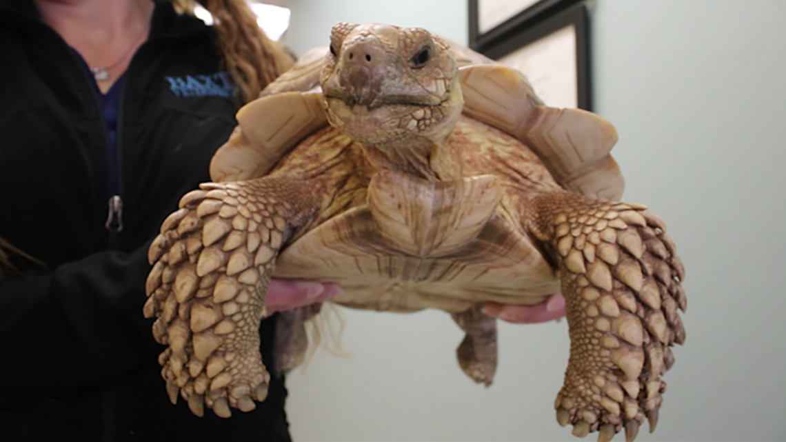 A beloved pet tortoise escaped and traveled nearly 4 miles. Social ...