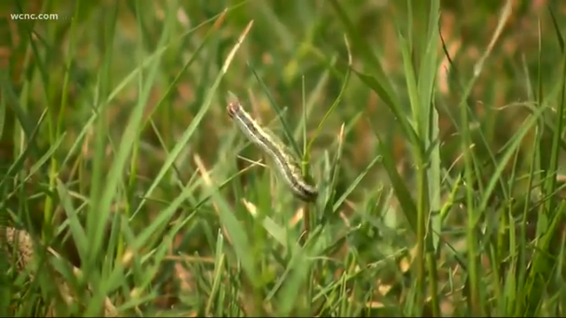 Fall army worms could destroy Charlotte lawns | wcnc.com Fall army worms could destroy Charlotte lawns | wcnc.com