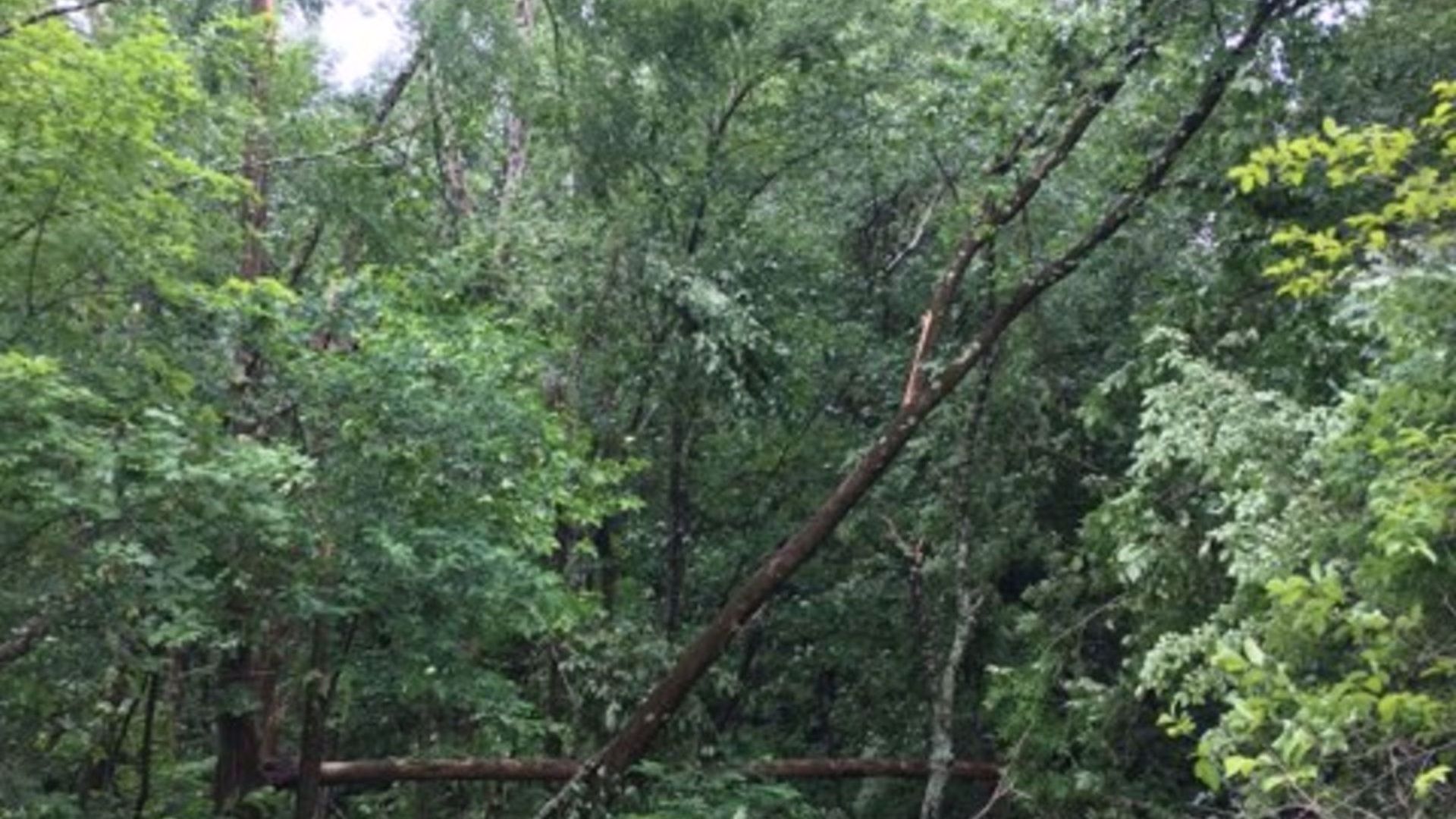 Strong storms take down trees, power lines in east Charlotte, NC | wcnc.com