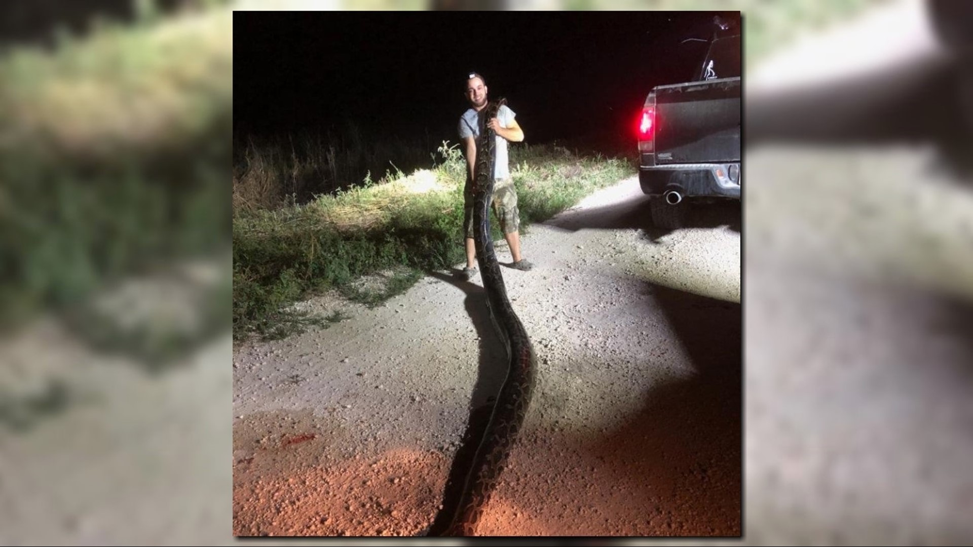 Holy python! 17-foot snake captured in South Florida | wcnc.com