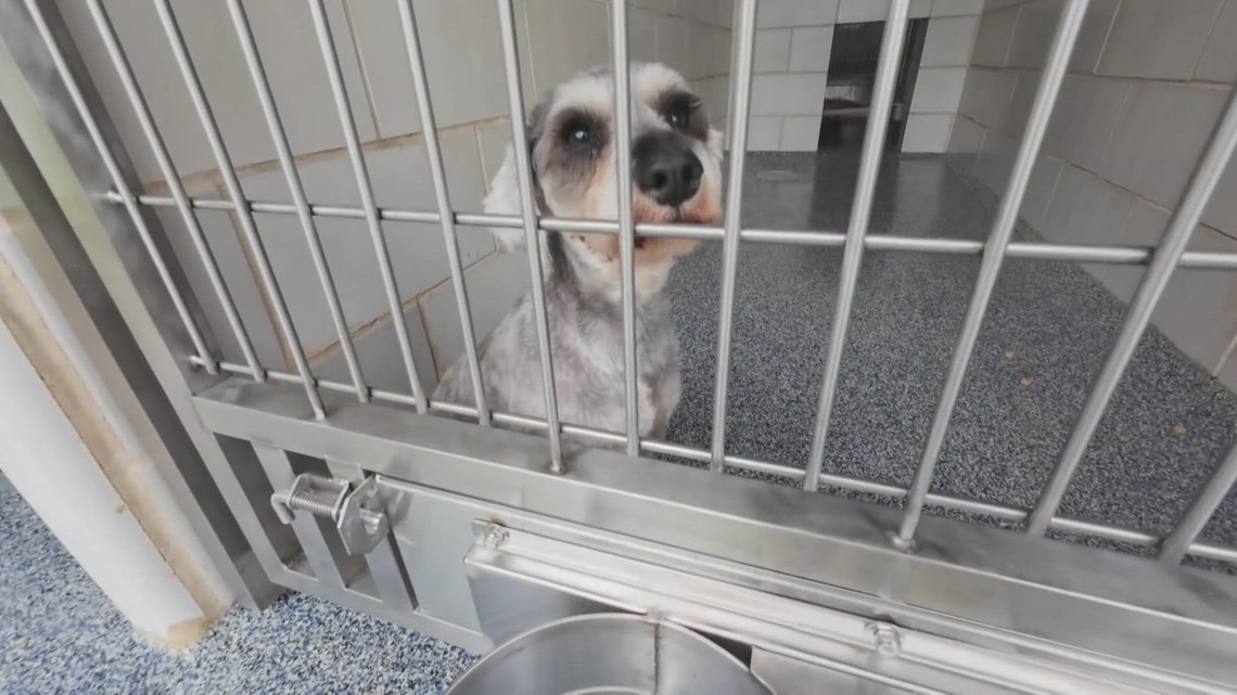 Charlotte animal shelter 'overflowing,' makes urgent plea for adoptions ...