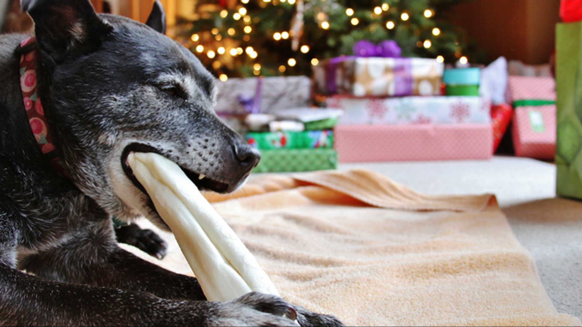 Tips: How to take care of animals during a winter storm | wcnc.com