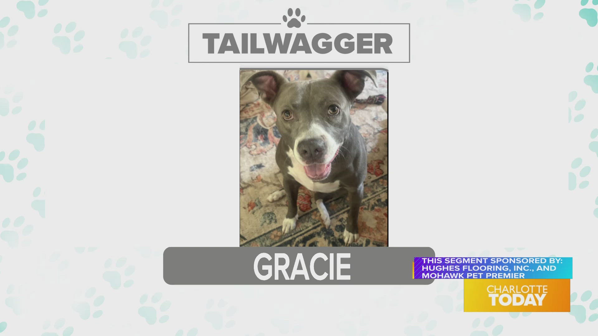 Meet today's Tuesday Tailwagger Gracie! - sponsored by Hughes Flooring ...