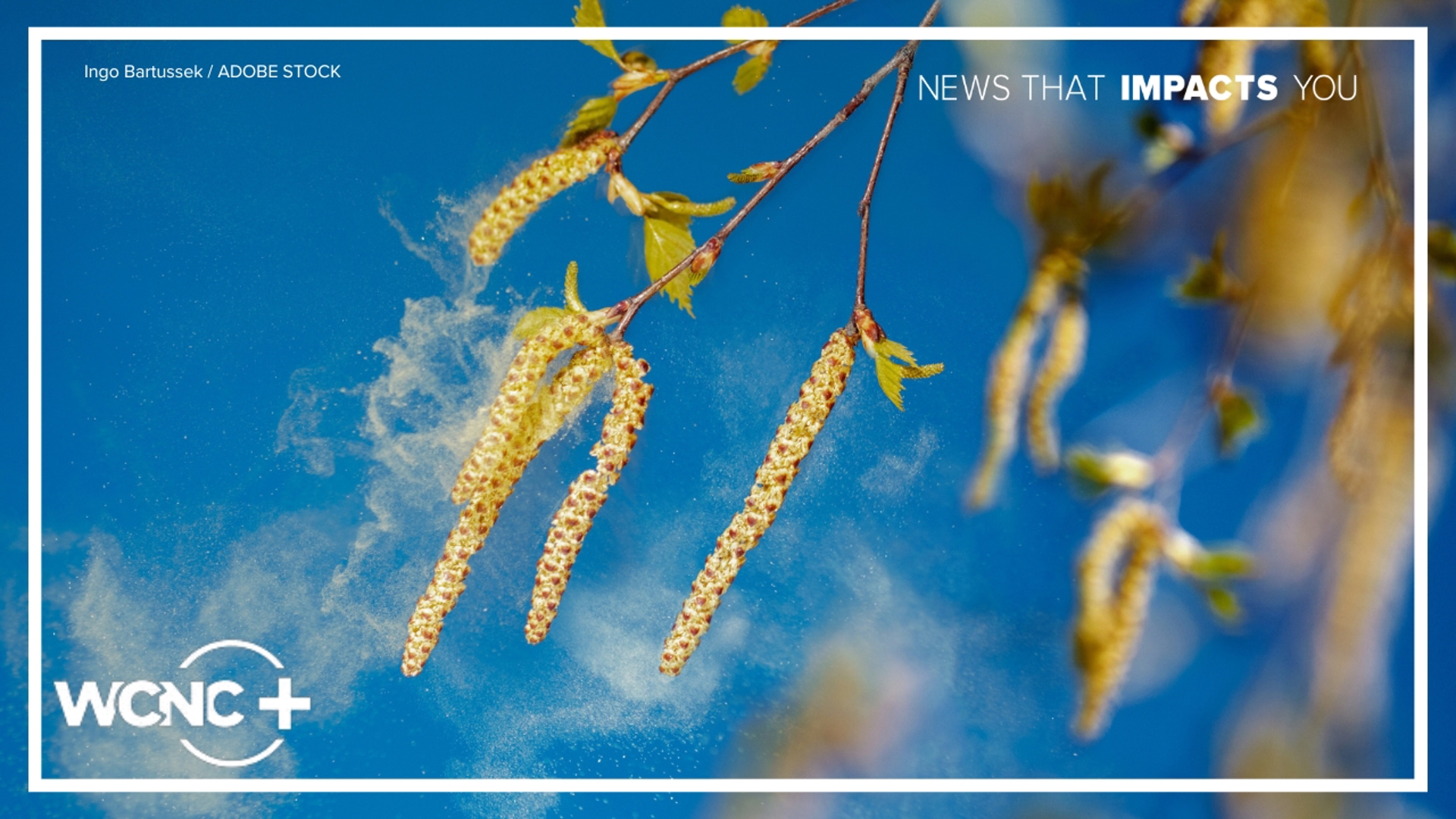 North Carolina's yellow pollen is starting to fade, but when is it over ...