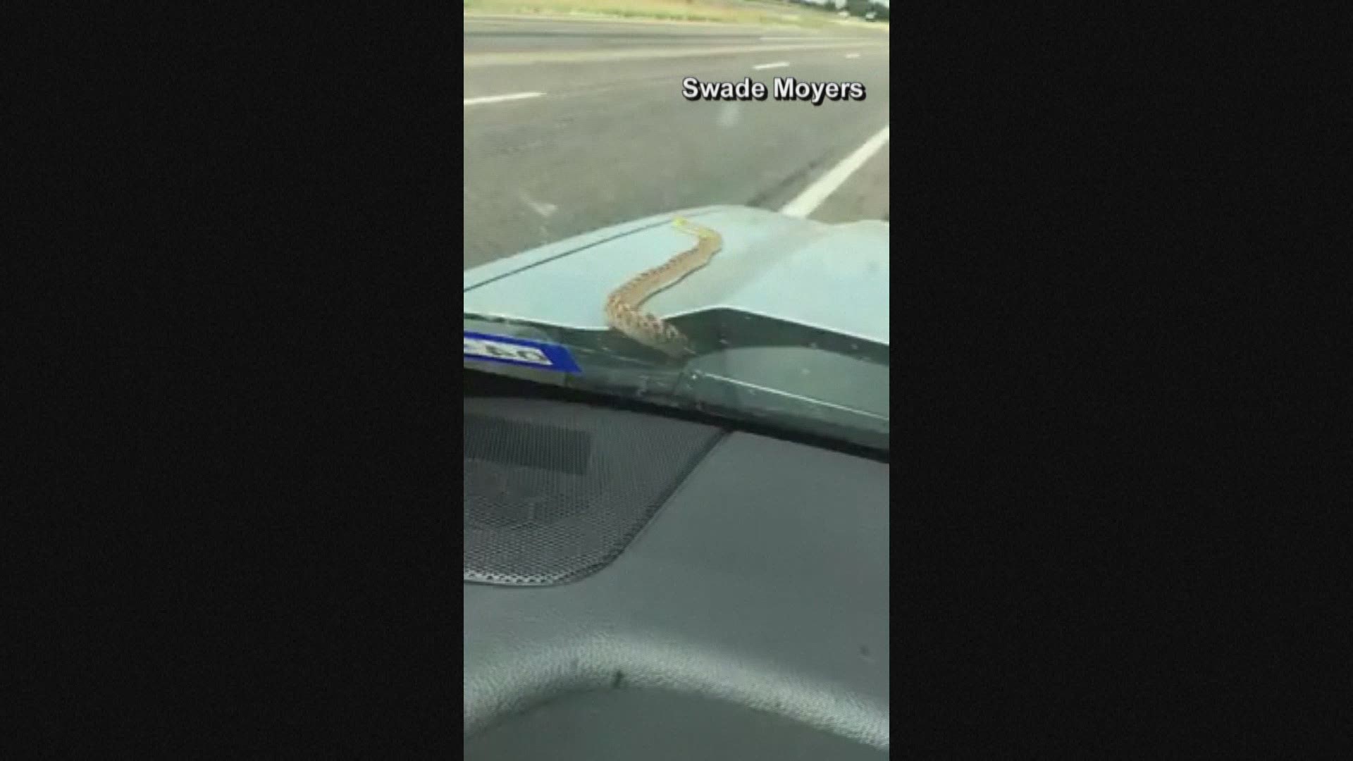Snake slithers out from under car's hood | wcnc.com