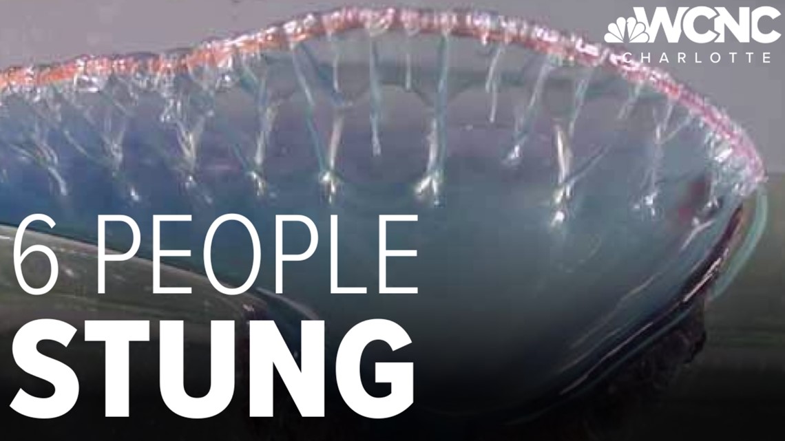 Warnings of jellyfish stings at Oak Island | wcnc.com