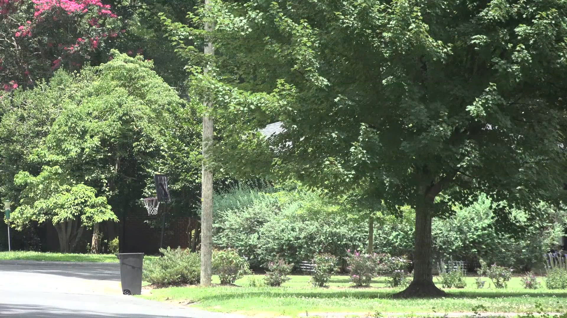What homeowners need to know to protect trees during drought, severe ...