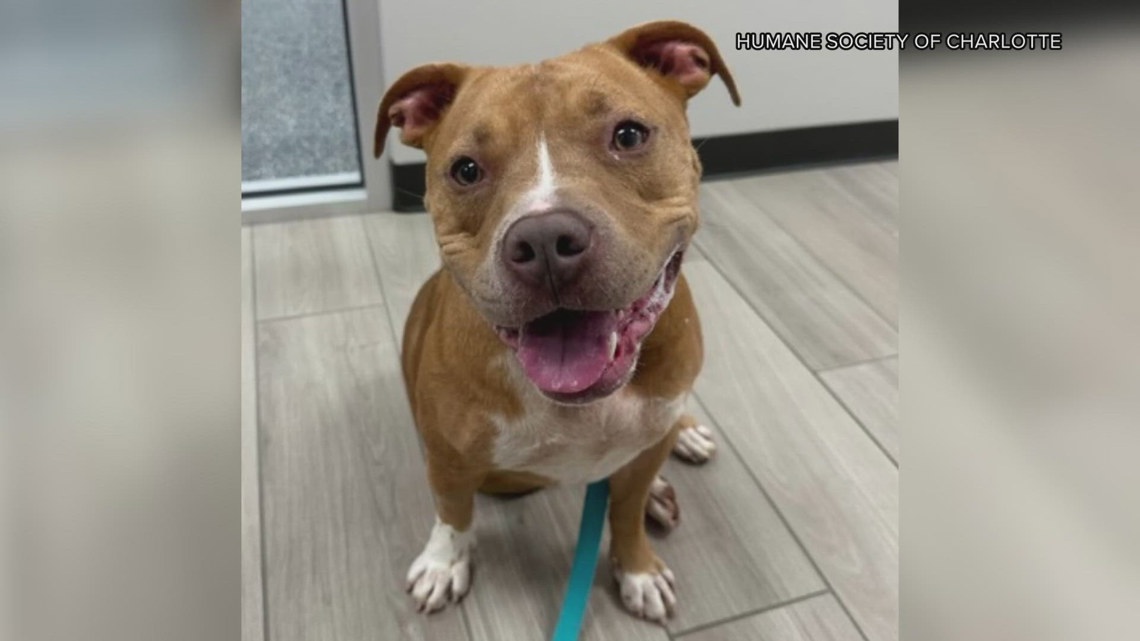 Charlotte animal shelters rescue pets from Hurricane Helene | wcnc.com