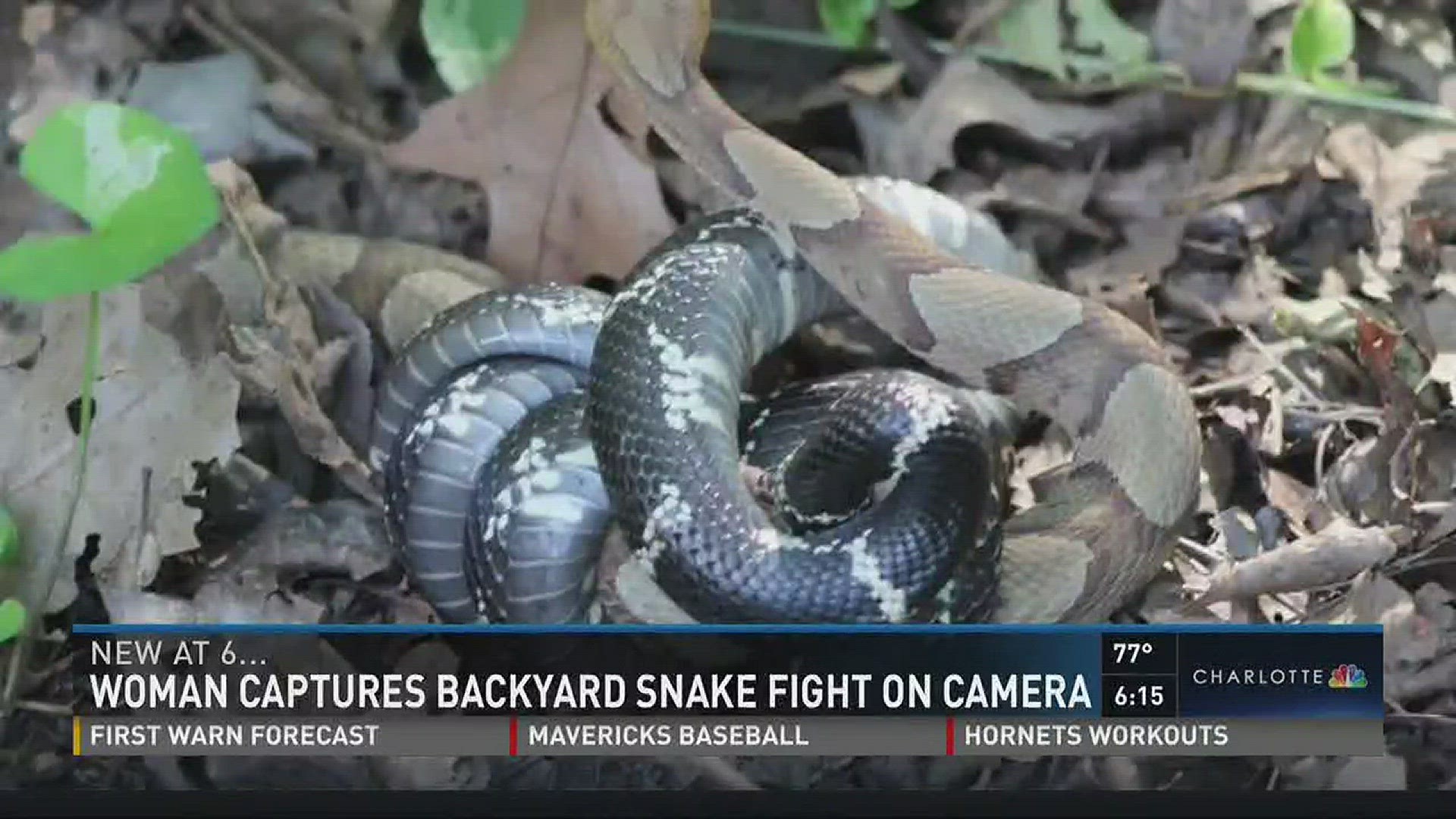 Snake sightings on the rise in Charlotte area | wcnc.com
