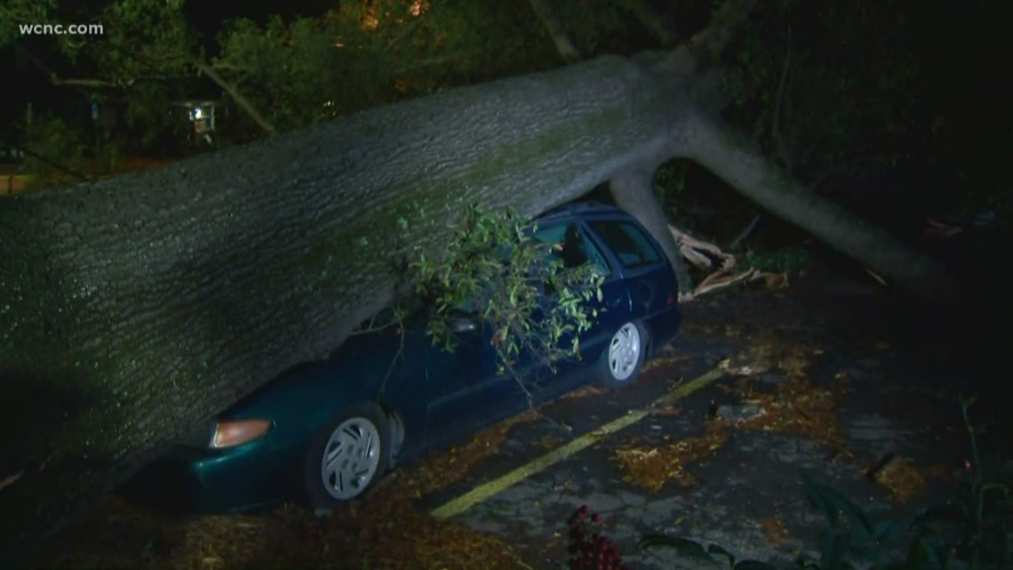 Woman safely escapes after massive tree falls on her car, tearing down ...