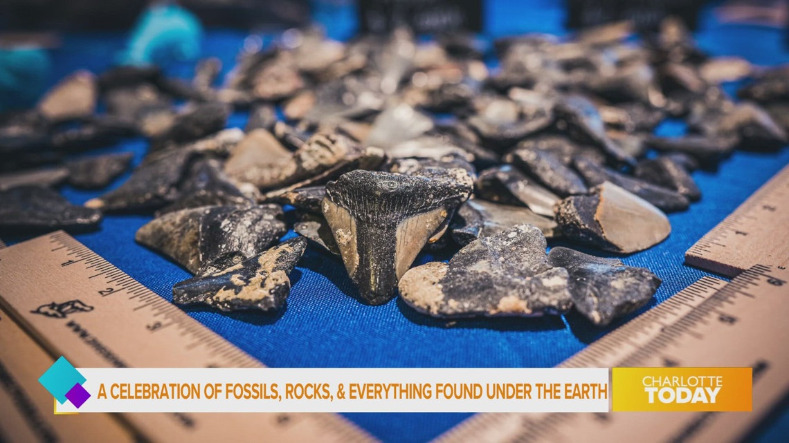 The Schiele Museum of Natural History is celebrating fossils, rocks ...