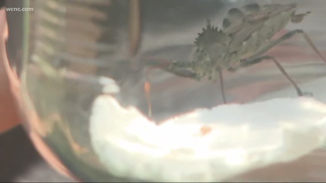 CDC warns about dangerous 'kissing bugs' in the Carolinas | wcnc.com