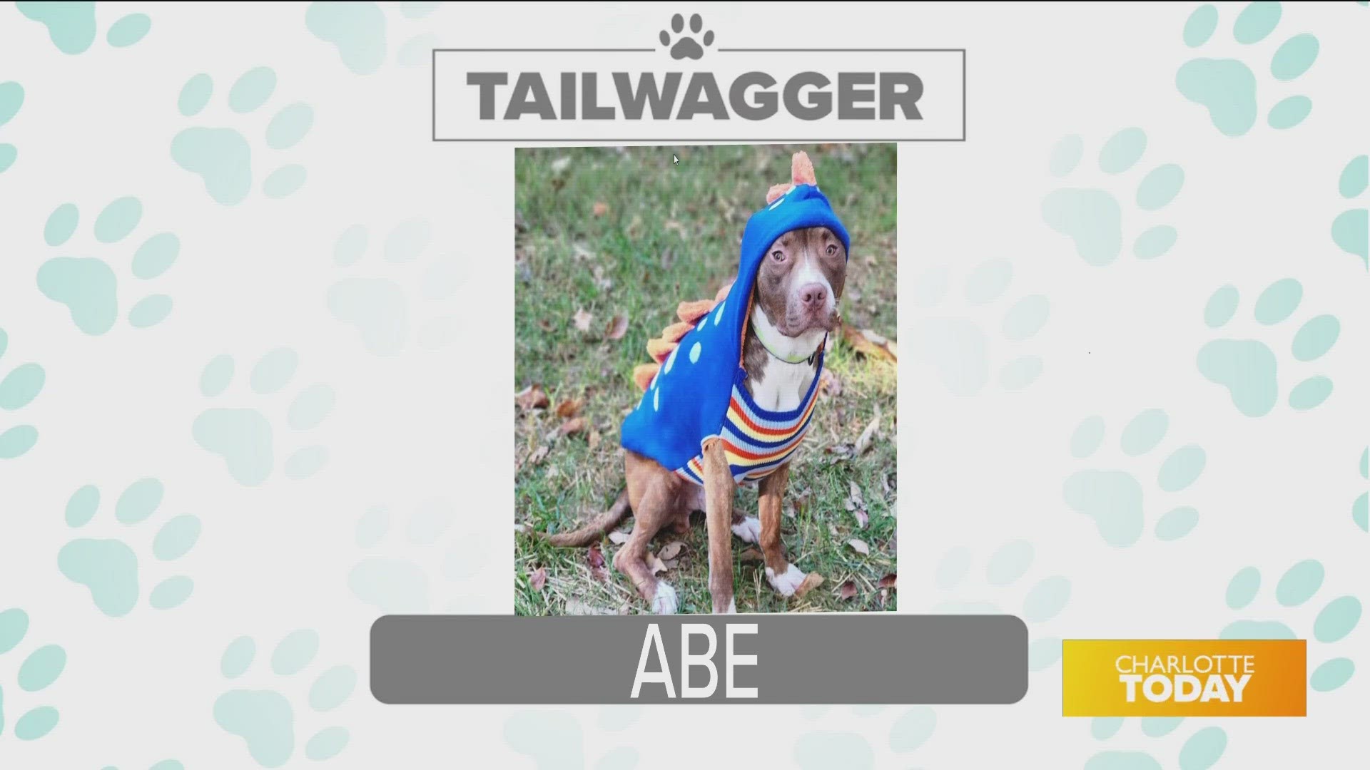 Today's Tailwagger is Abe, sponsored by Pet Paradise & New Day ...