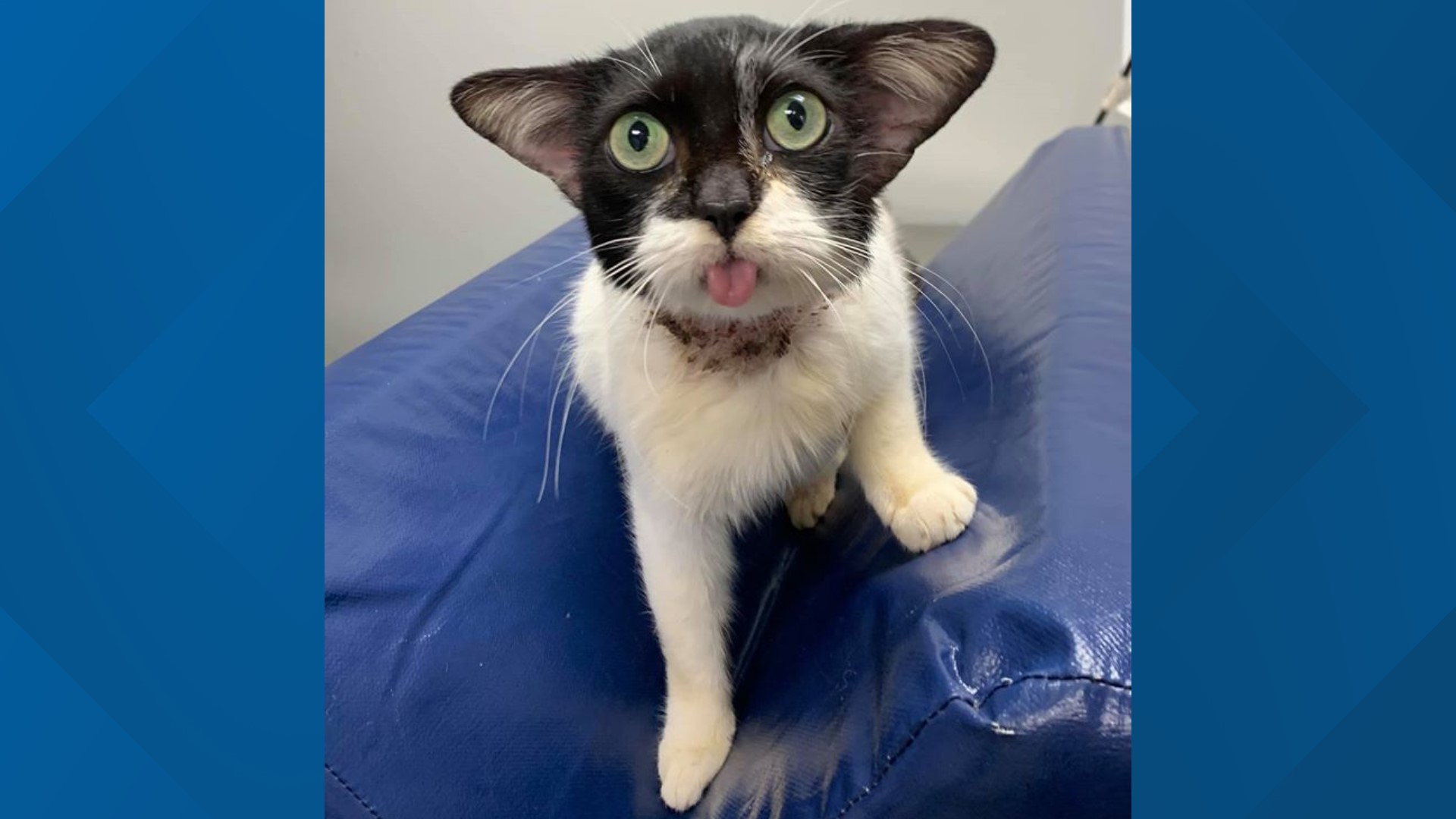 'Baby Yoda Cat' released from Humane Society without consent | wcnc.com