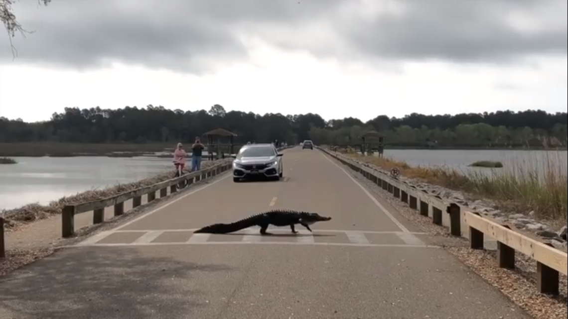 Alligator uses crosswalk at SC state park | wcnc.com