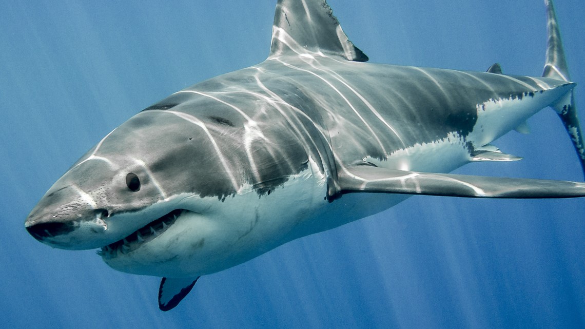 How shark populations help keep the world balanced | wcnc.com