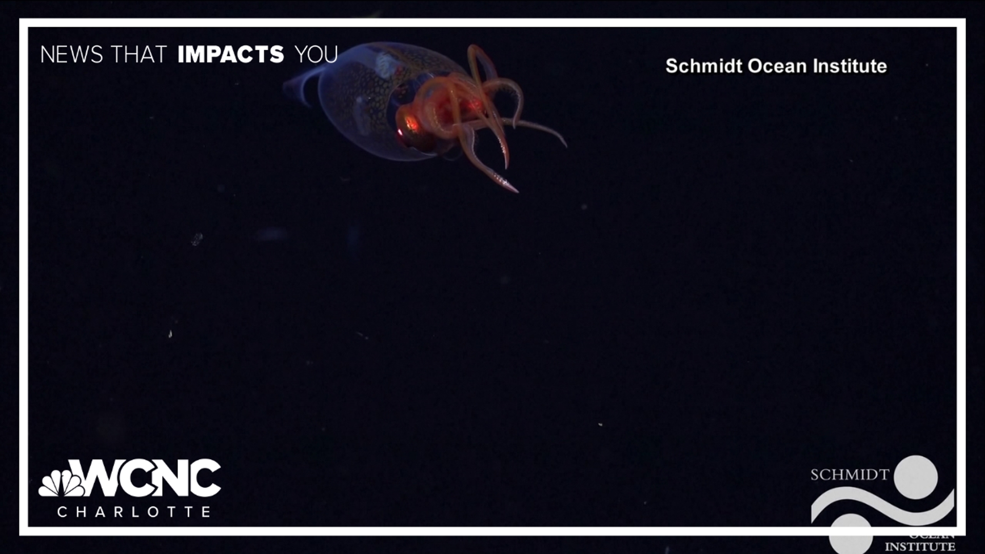 First Video Taken Of Colossal Squid In Deep Sea