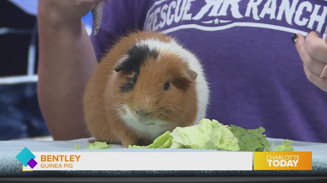 Rescue Ranch Hosts Outdoor Explorers Day Jan. 19 in Statesville | wcnc.com