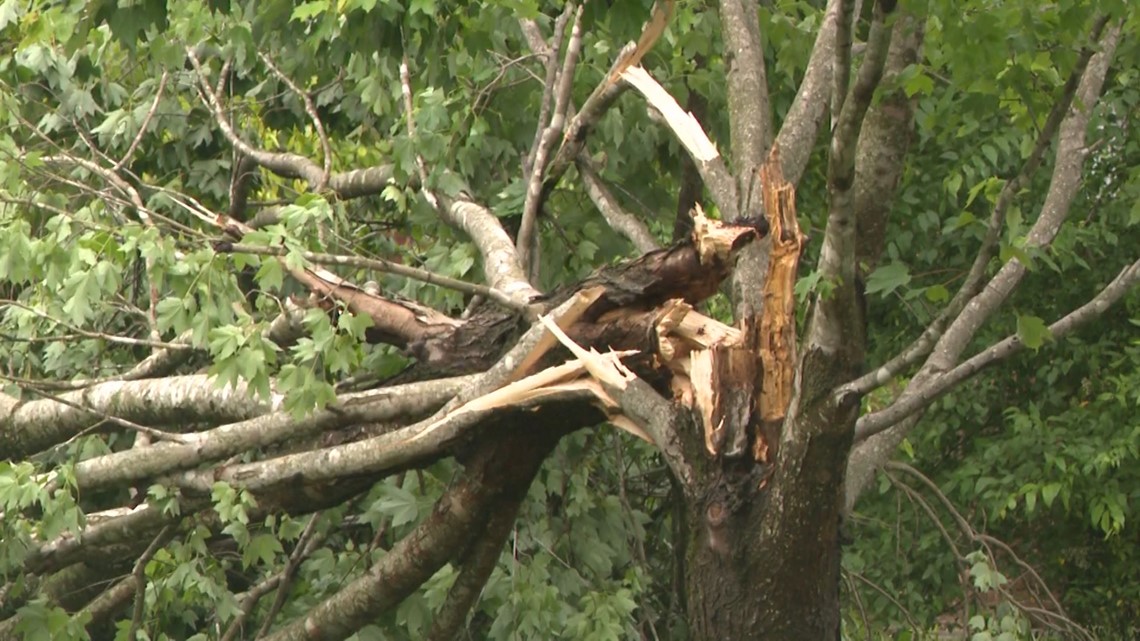 Strong storms take down trees, power lines in east Charlotte, NC | wcnc.com