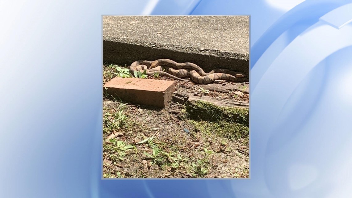 North Carolina woman finds copperheads mating in backyard | wcnc.com