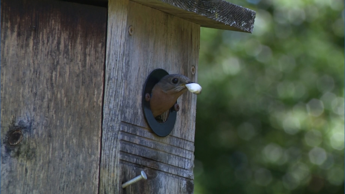 Wing Haven: Charlotte's hidden bird sanctuary offers peaceful escape in ...