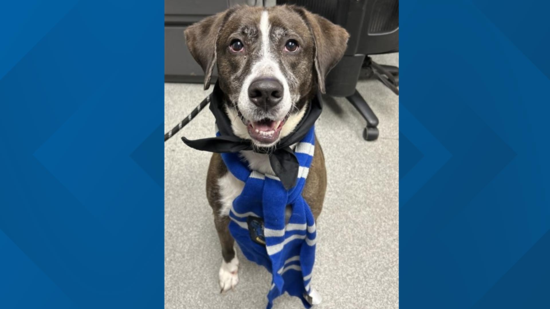 Clear the Shelters 2025 | Adoptable pets in Lincoln County, N.C. | wcnc.com