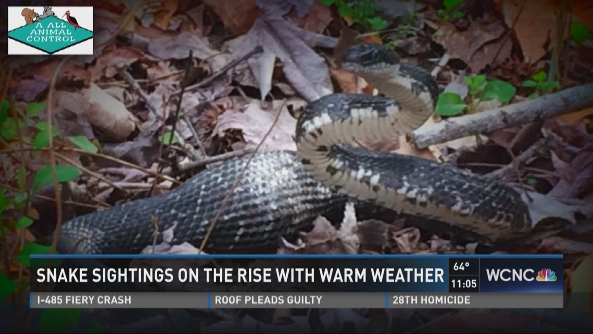 Snake sightings on the rise in Charlotte | wcnc.com