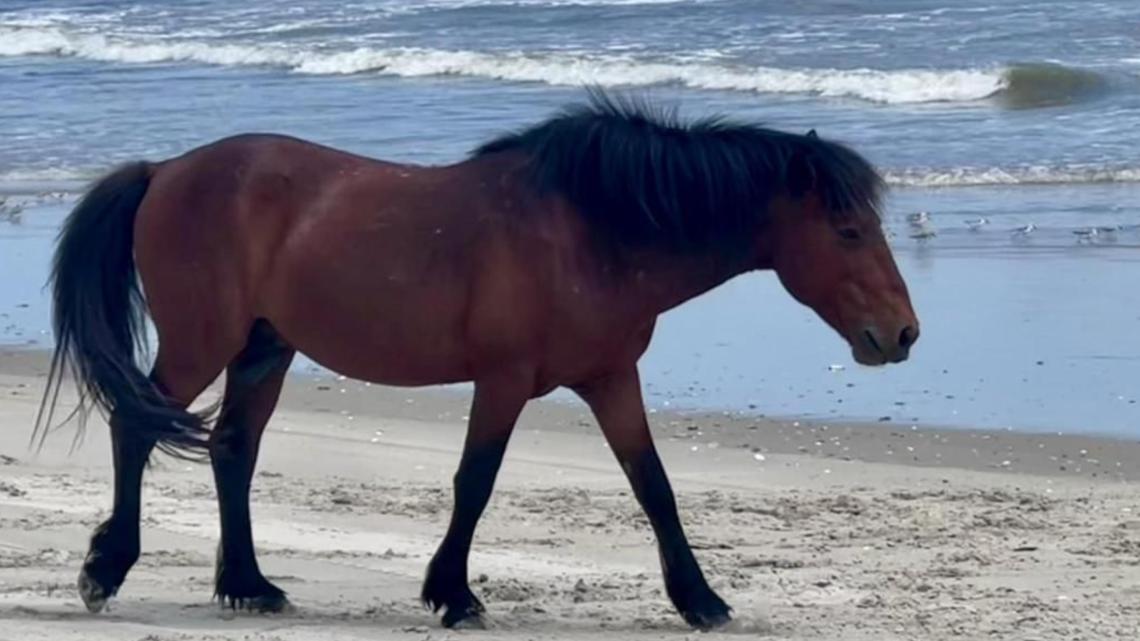 Wild horse euthanized after being hit by car on NC beach | wcnc.com