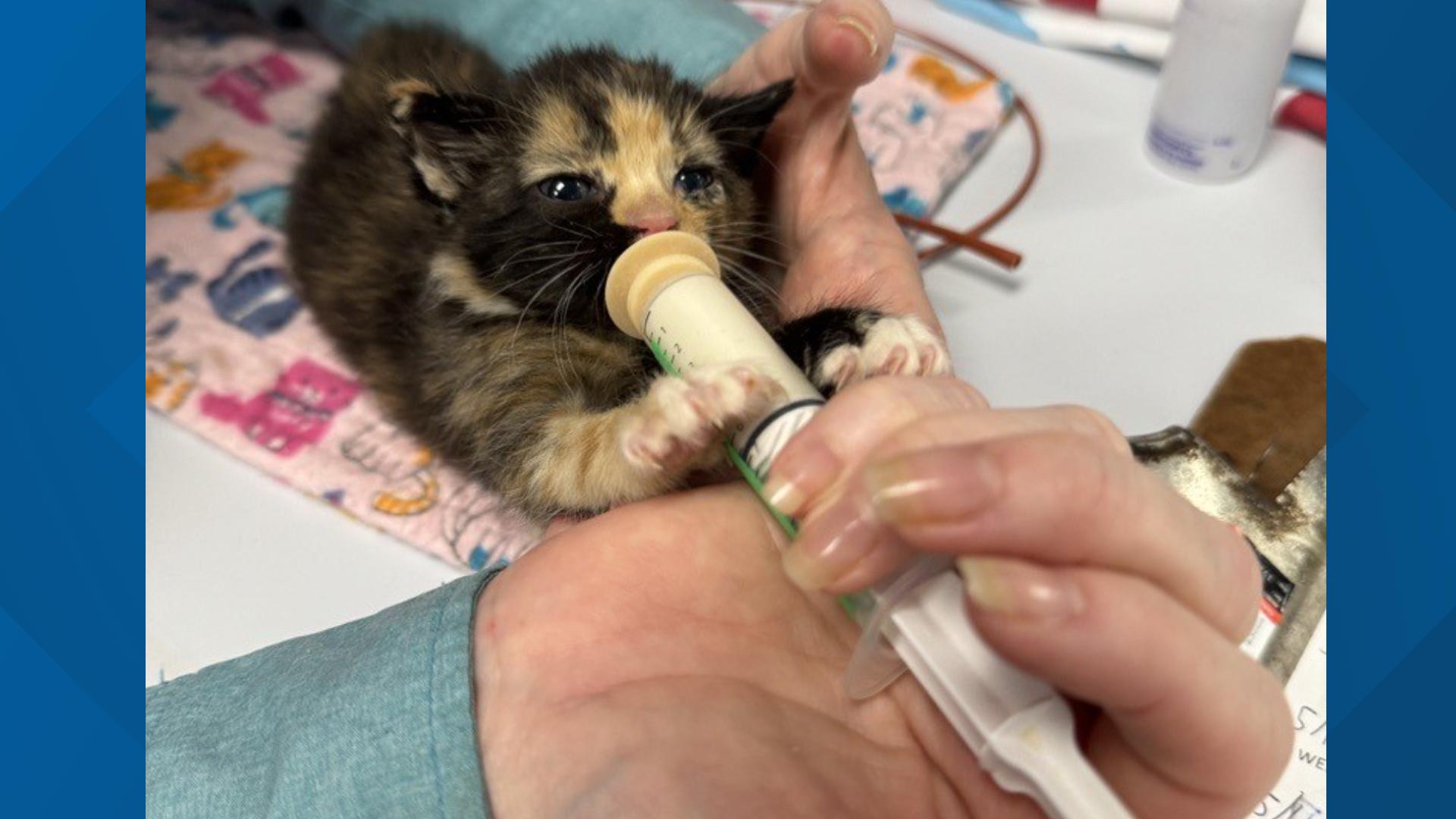 Charlotte animal shelter needs helps during kitten season | wcnc.com