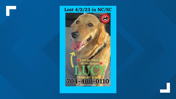 Reflecting on safe return of Lucy the dog one year later | wcnc.com