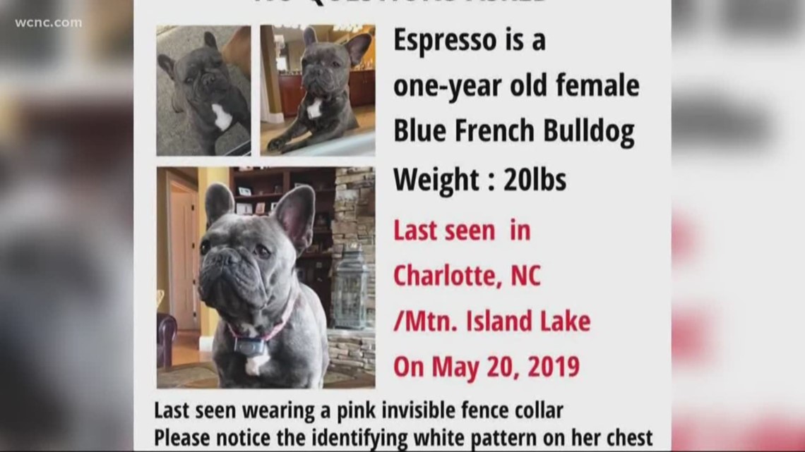 Charlotte family searching for missing french bulldog | wcnc.com