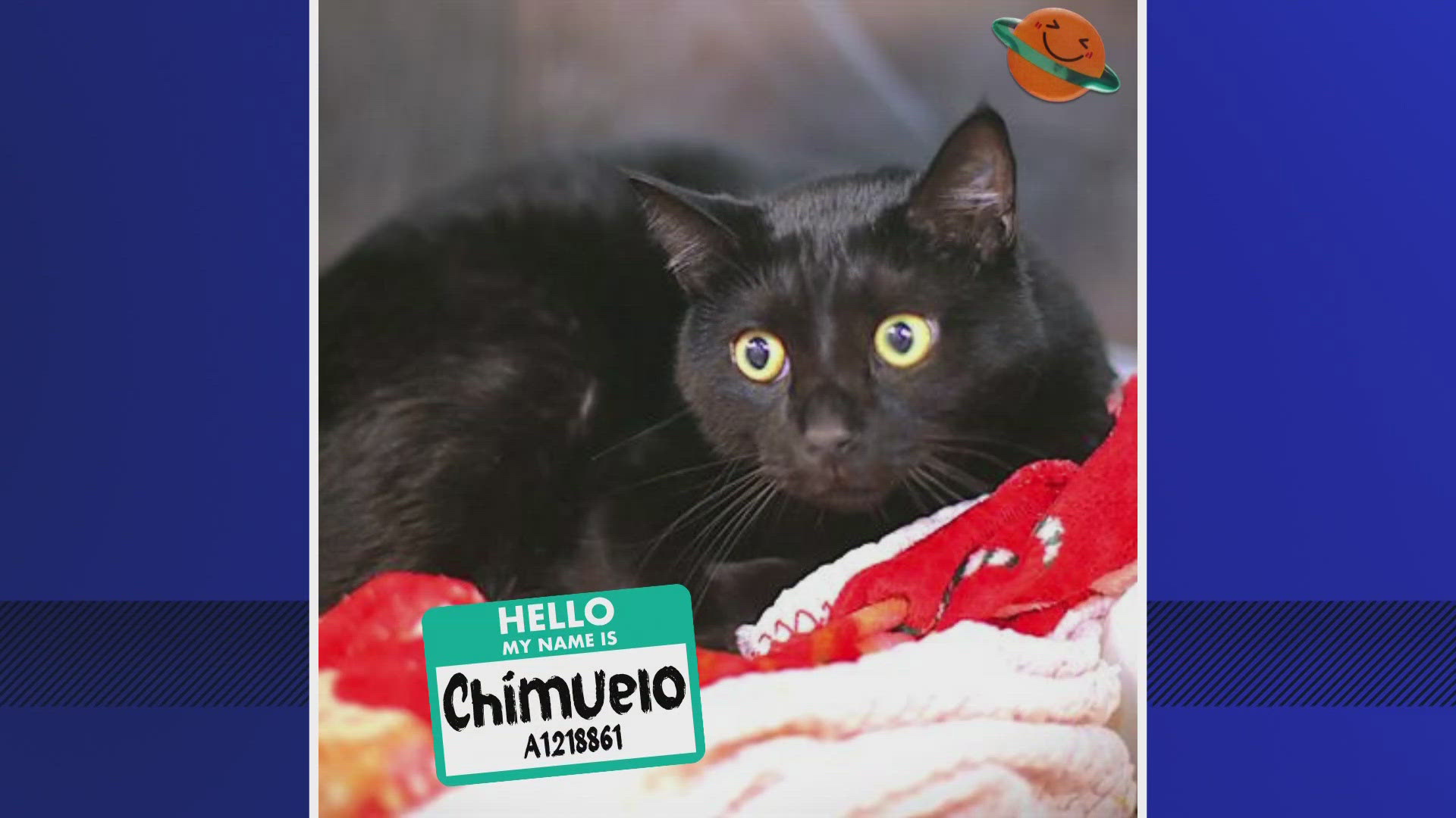 Charlotte animal shelter says cat kennels are out of space | wcnc.com