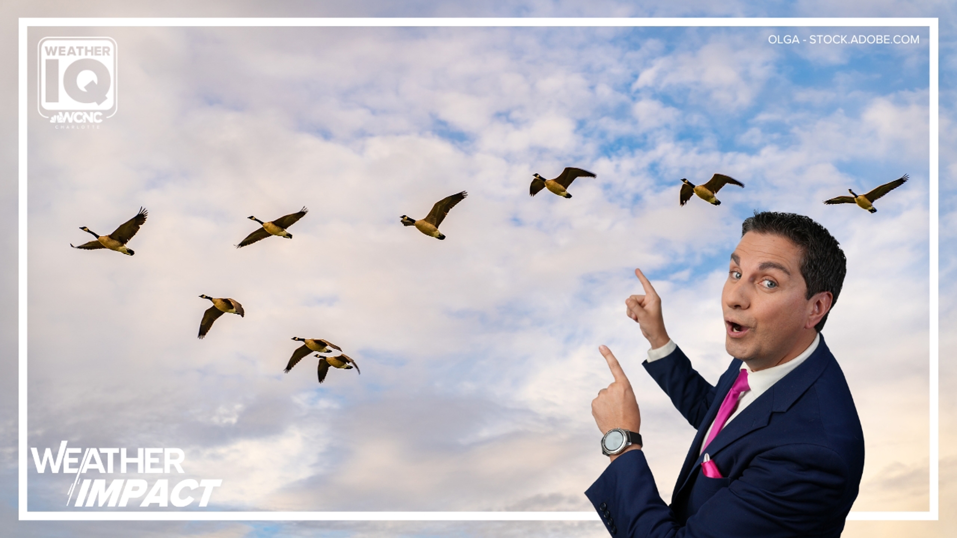 How animals predict storms and adapt to extremes | wcnc.com