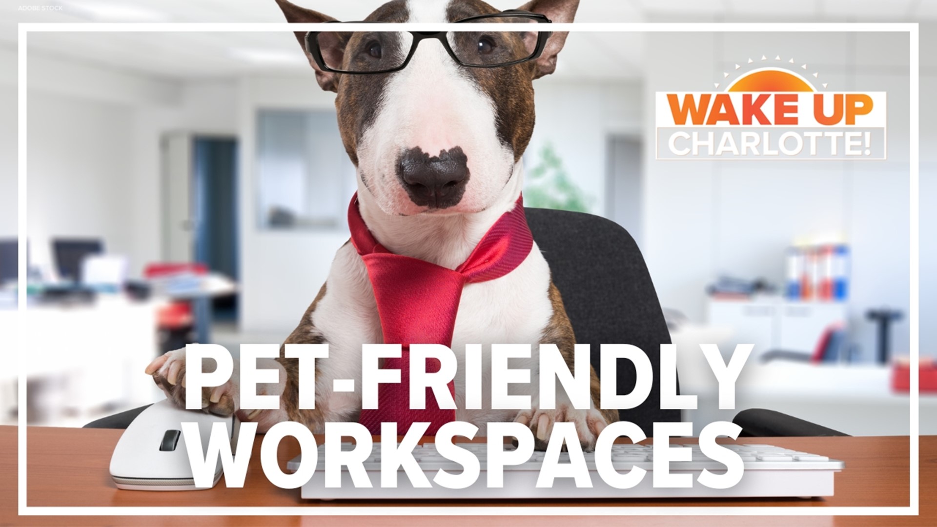 Companies creating pet friendly workspace | wcnc.com
