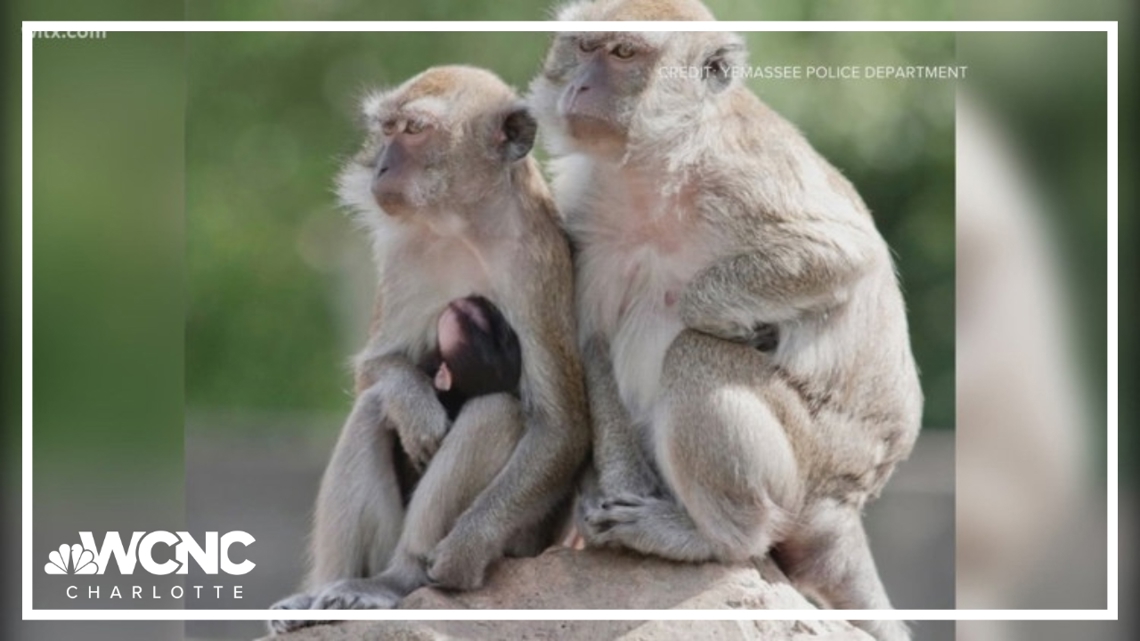 25 escaped monkeys recovered in South Carolina, some still missing ...
