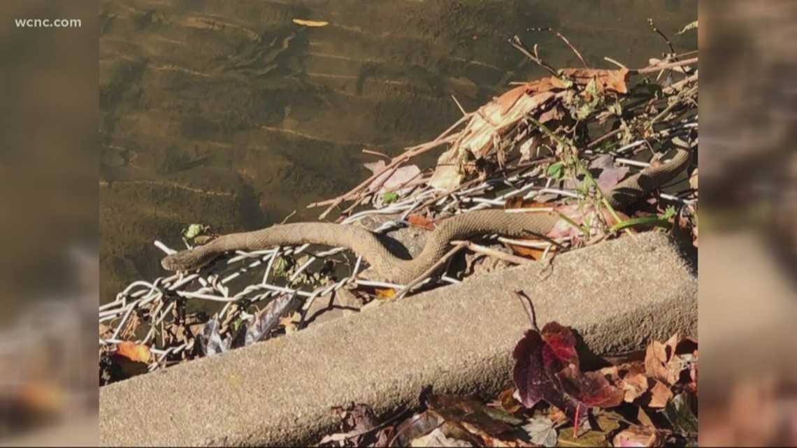 Large snake spotted at popular Charlotte park creates buzz among ...