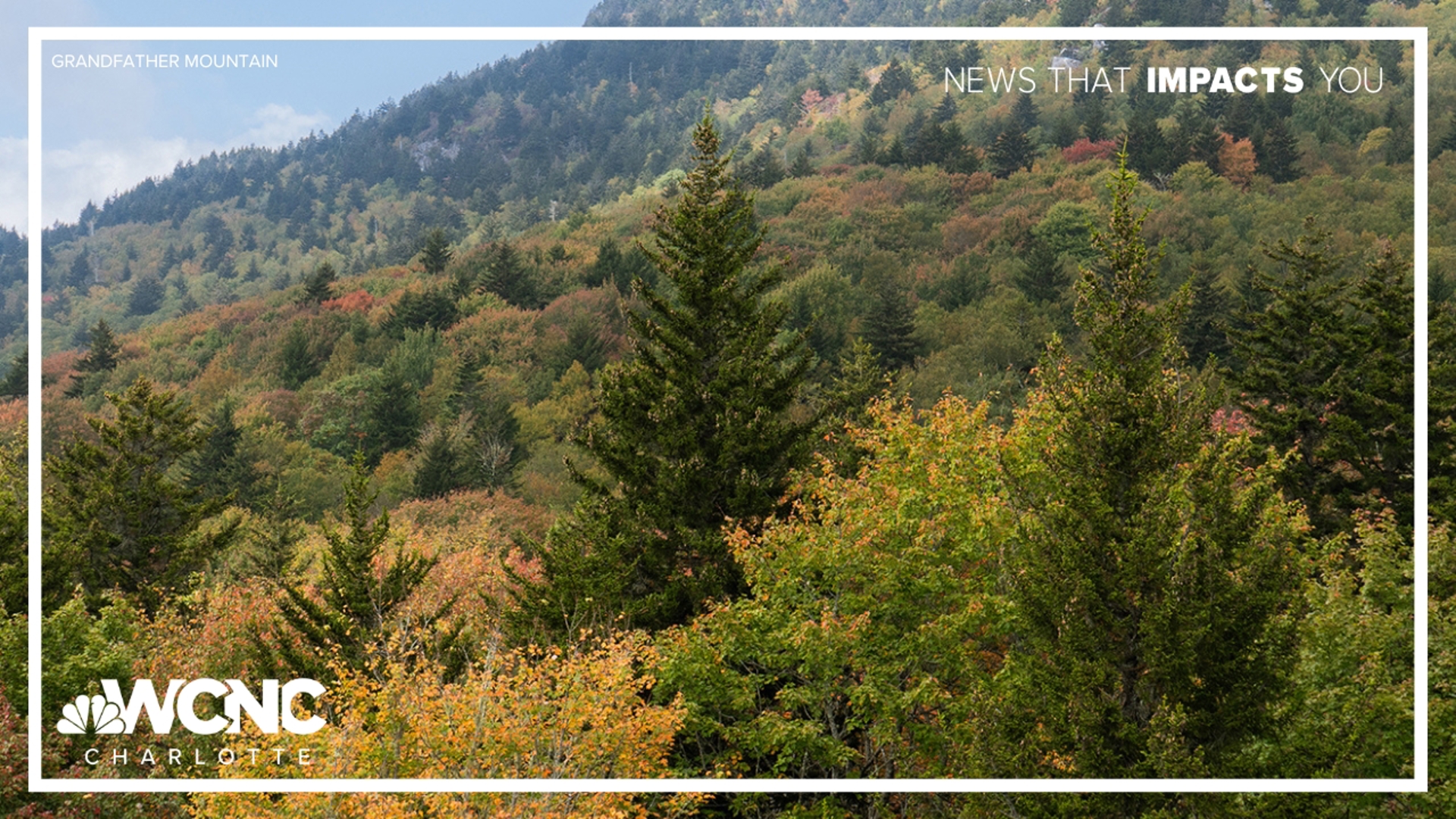 Fall leaves, colors impacted by drought stress in North Carolina | wcnc.com