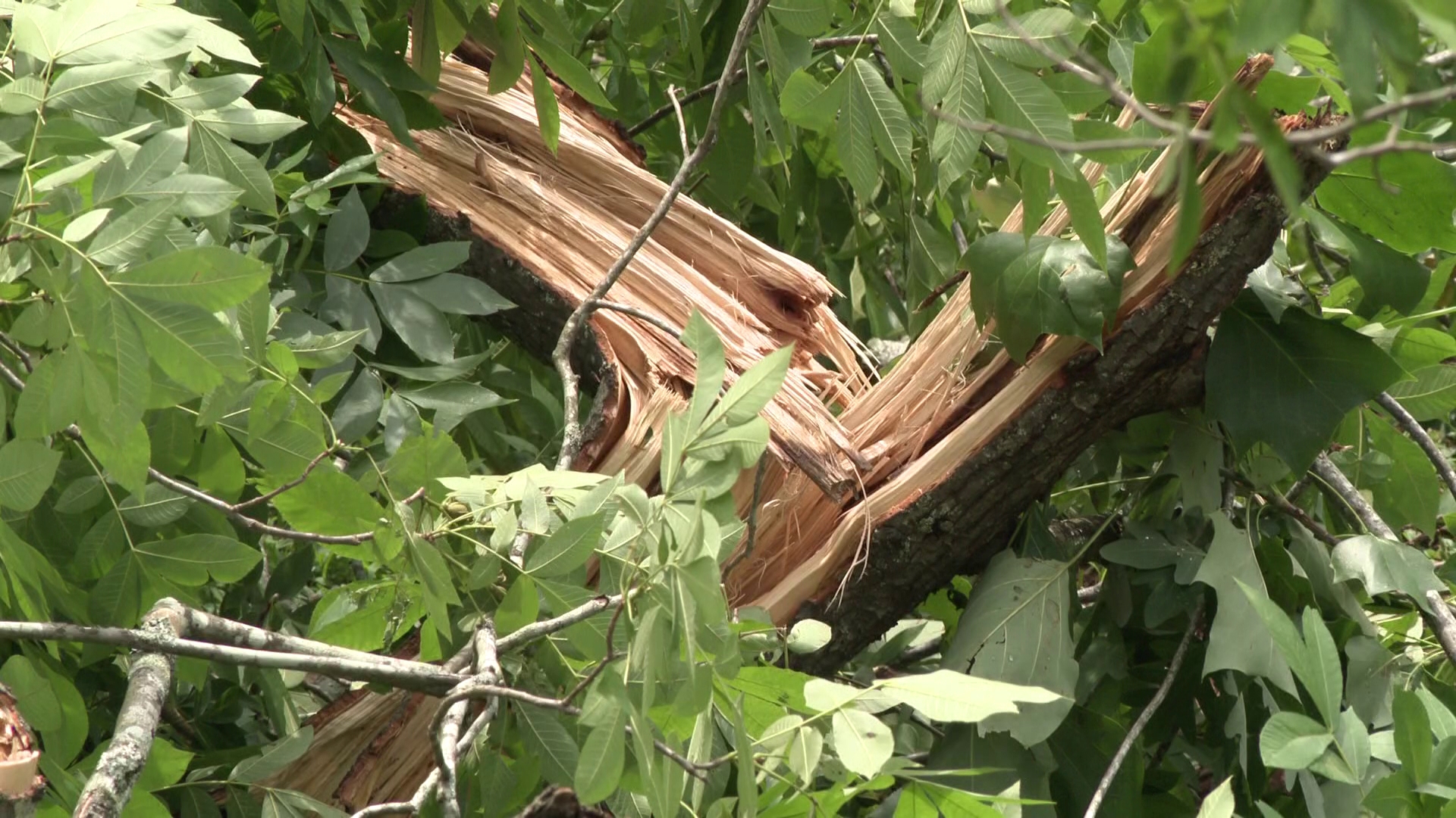 Damage in South Carolina after thunderstorms | wcnc.com