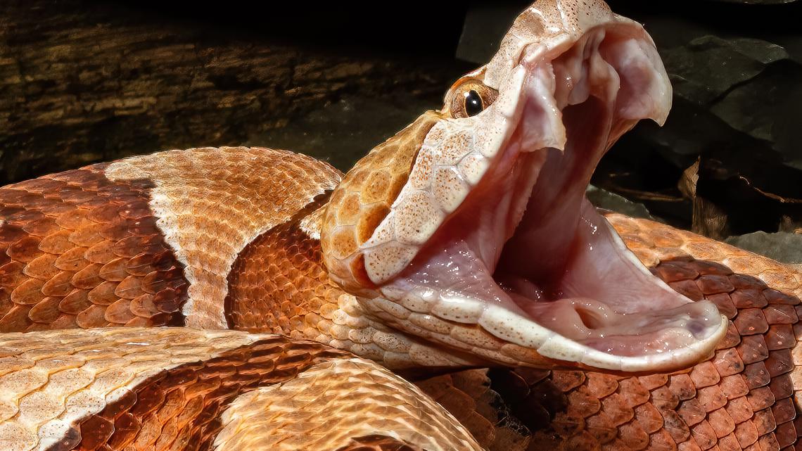 North Carolina on track for most snake bites ever in 2024 | wcnc.com