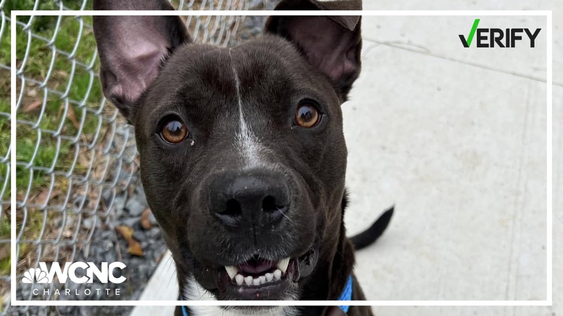 What we can VERIFY about the need to help dogs at Charlotte animal ...