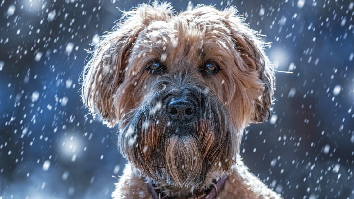 Bring animals inside during freezing temperatures | wcnc.com